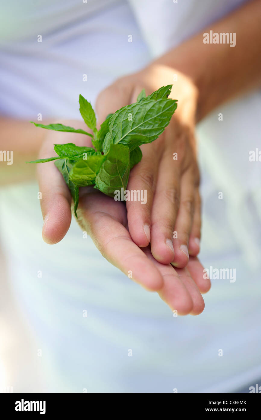 Person holding a spring of fresh Stock Photo - Alamy