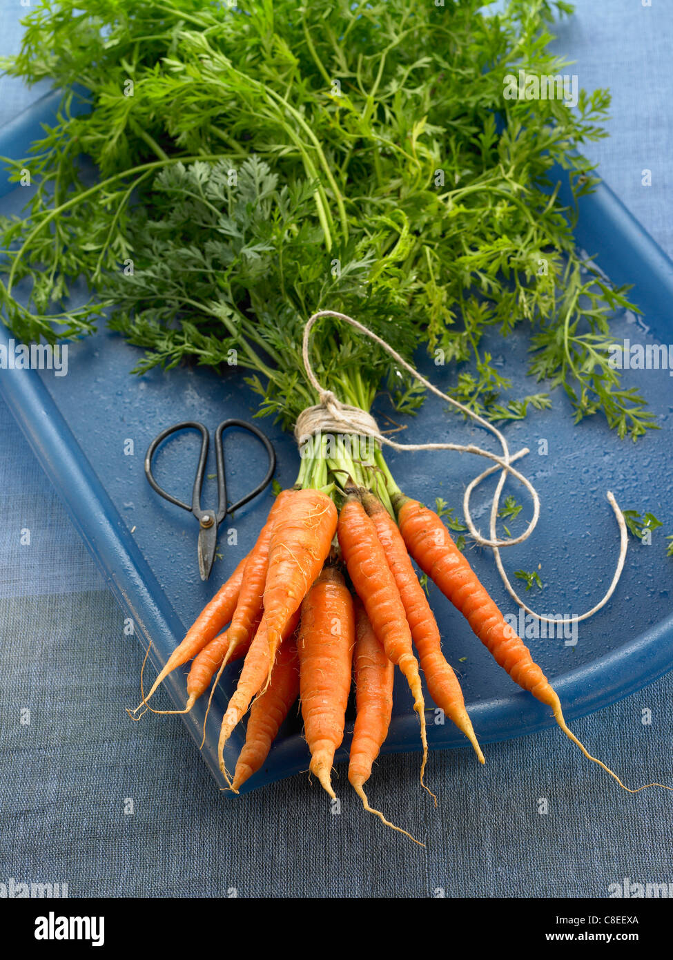 Bundle of carrots Stock Photo - Alamy