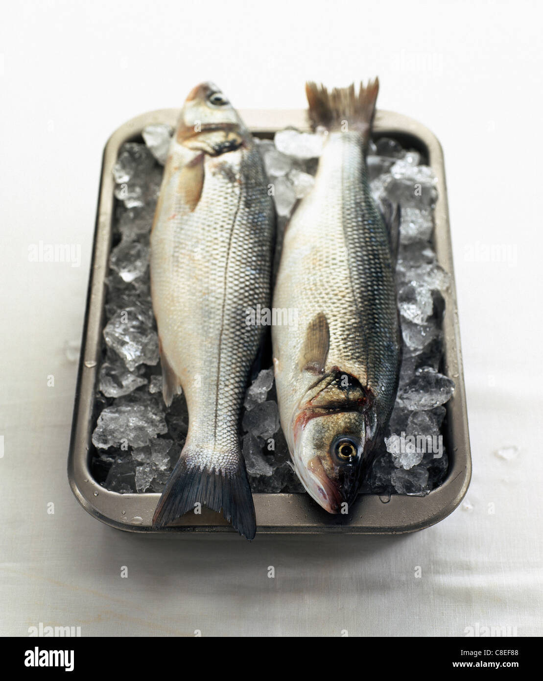 Two whole raw bass on ice Stock Photo - Alamy