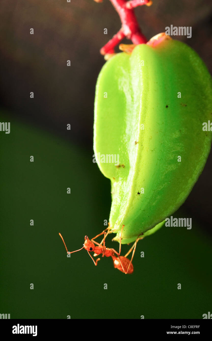 macro on carambola young fruit and ant Stock Photo - Alamy