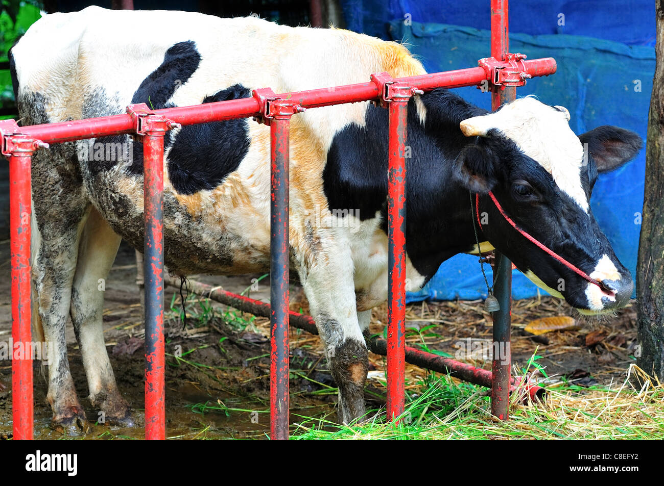 dirty cow in cage Stock Photo - Alamy