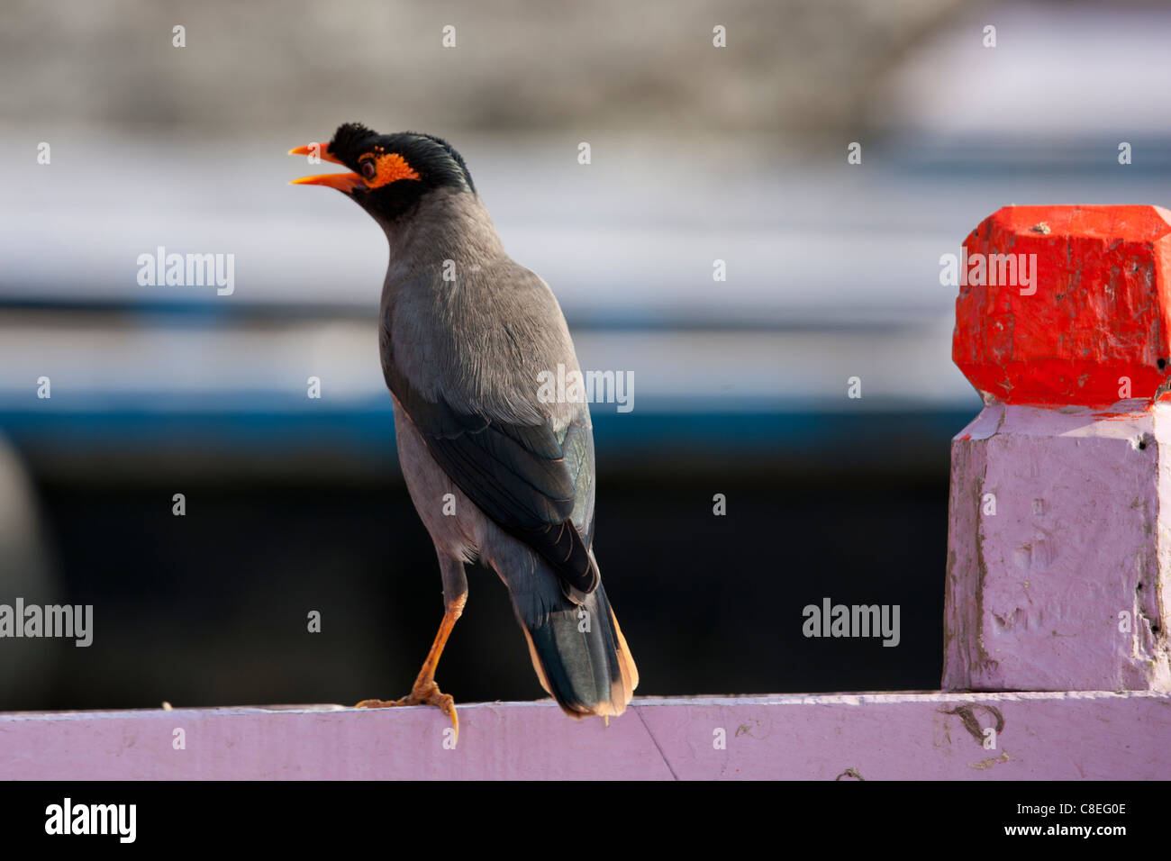 Indian myna bird hi-res stock photography and images - Alamy