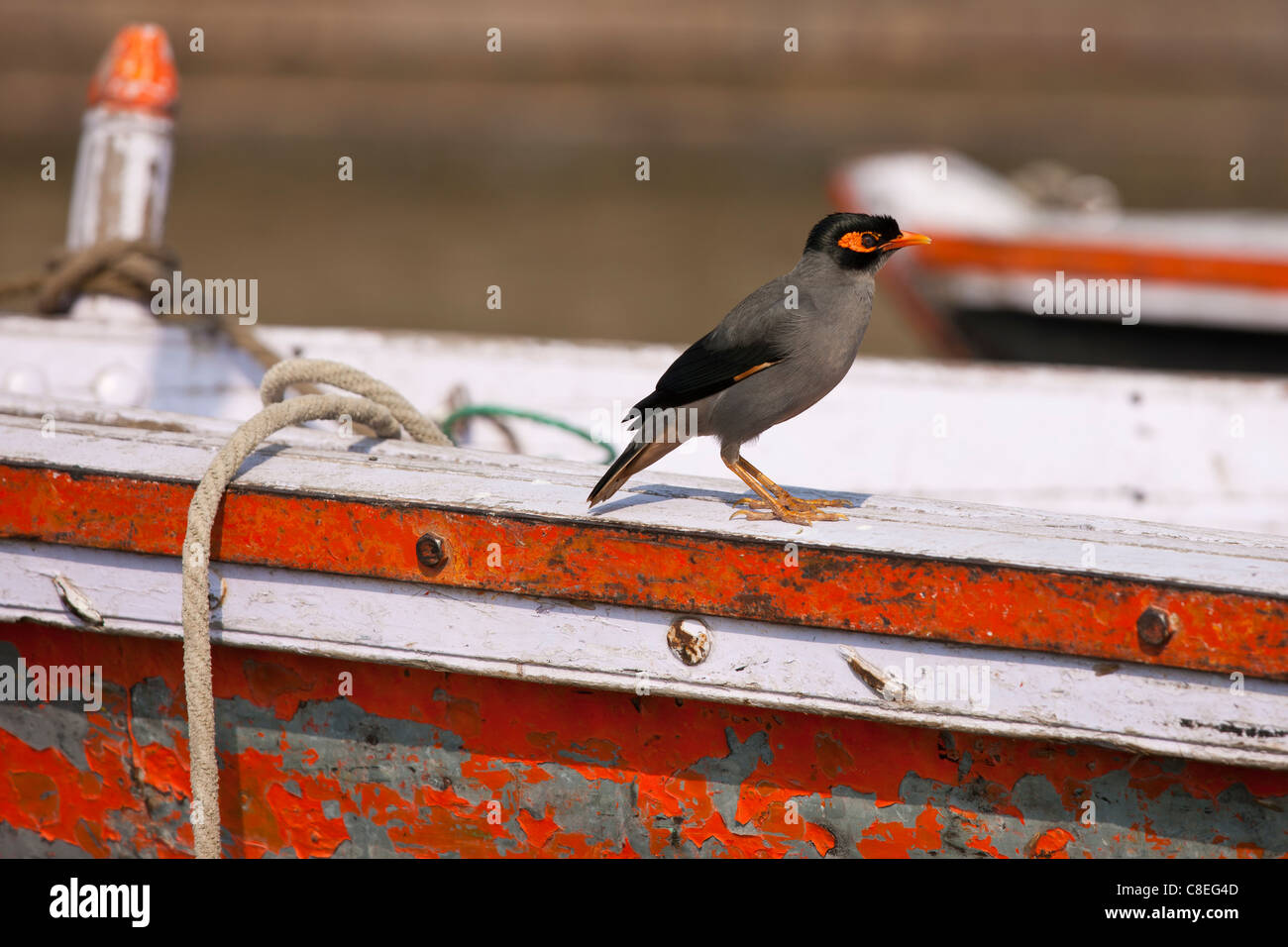 Indian Myna bird, Acridotheres tristis, perched on tourist boat in ...