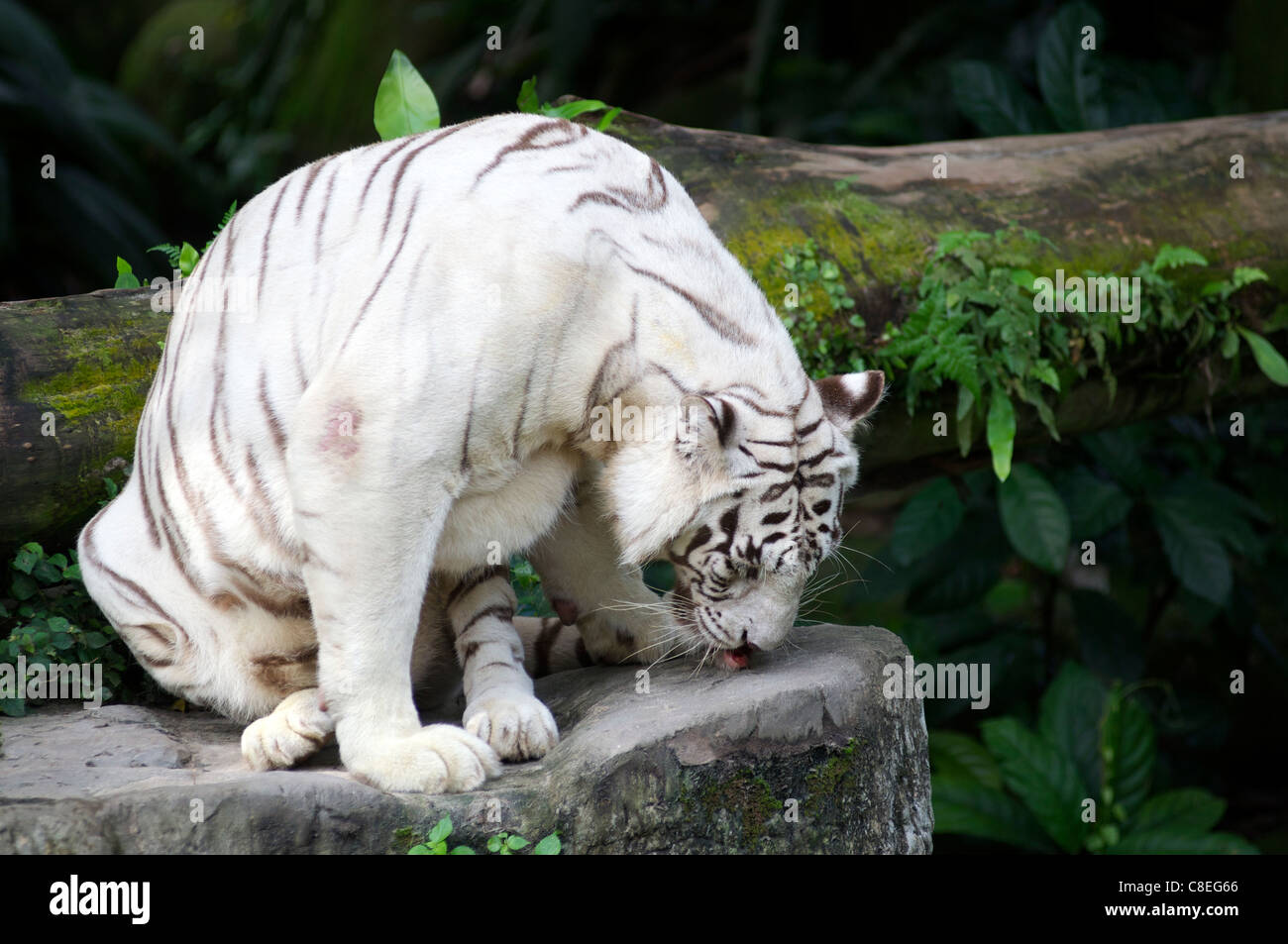 White Tiger Claws Stock Photos & White Tiger Claws Stock Images - Alamy