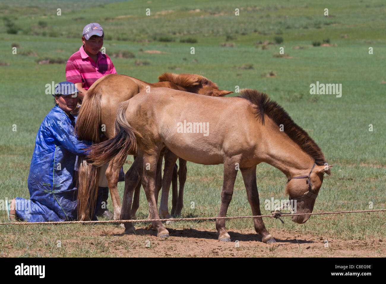Mongolian woman milking a horse to make fermented mare's milk called ...