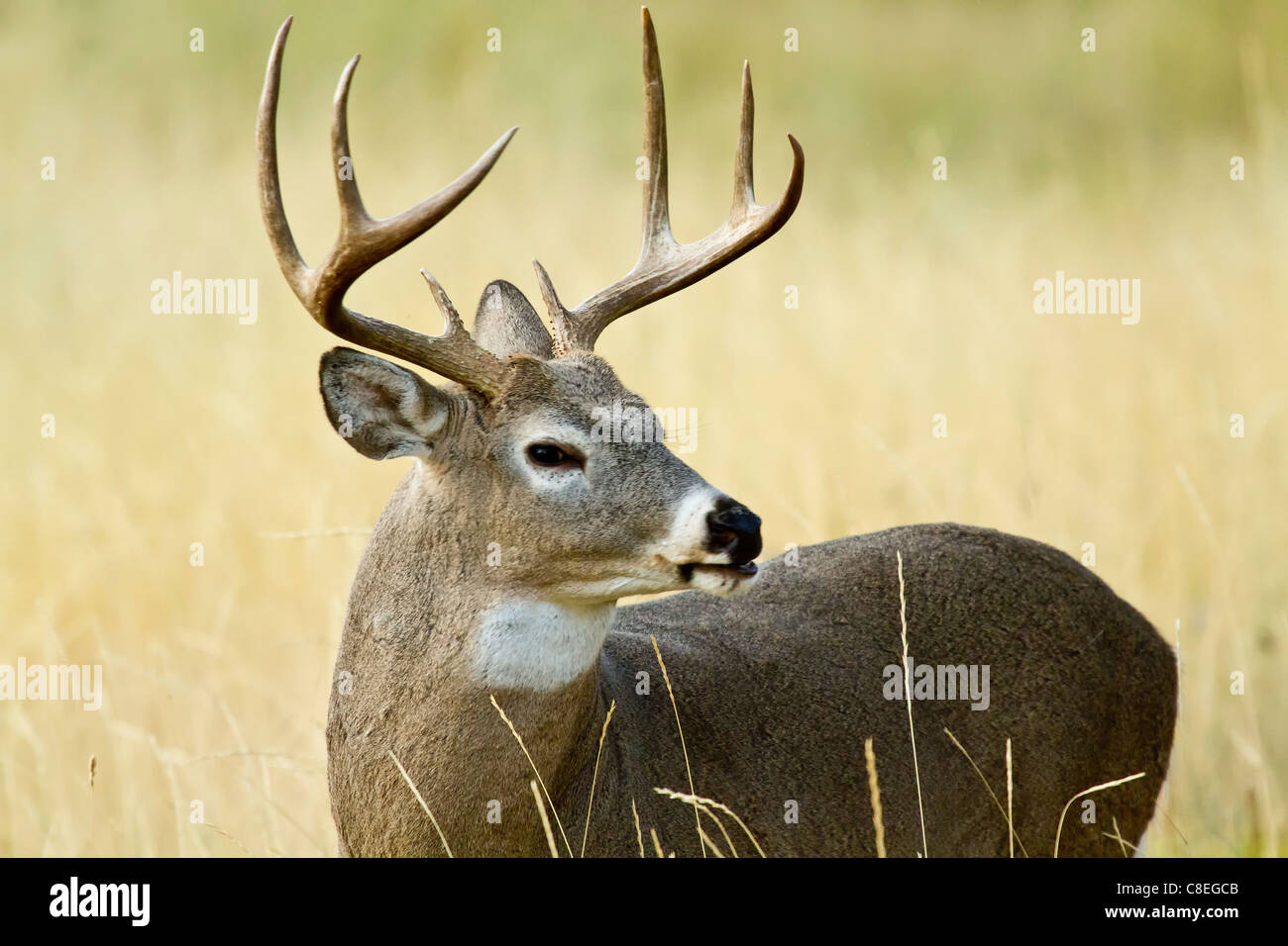 Buck and antlers closeup hi-res stock photography and images - Alamy