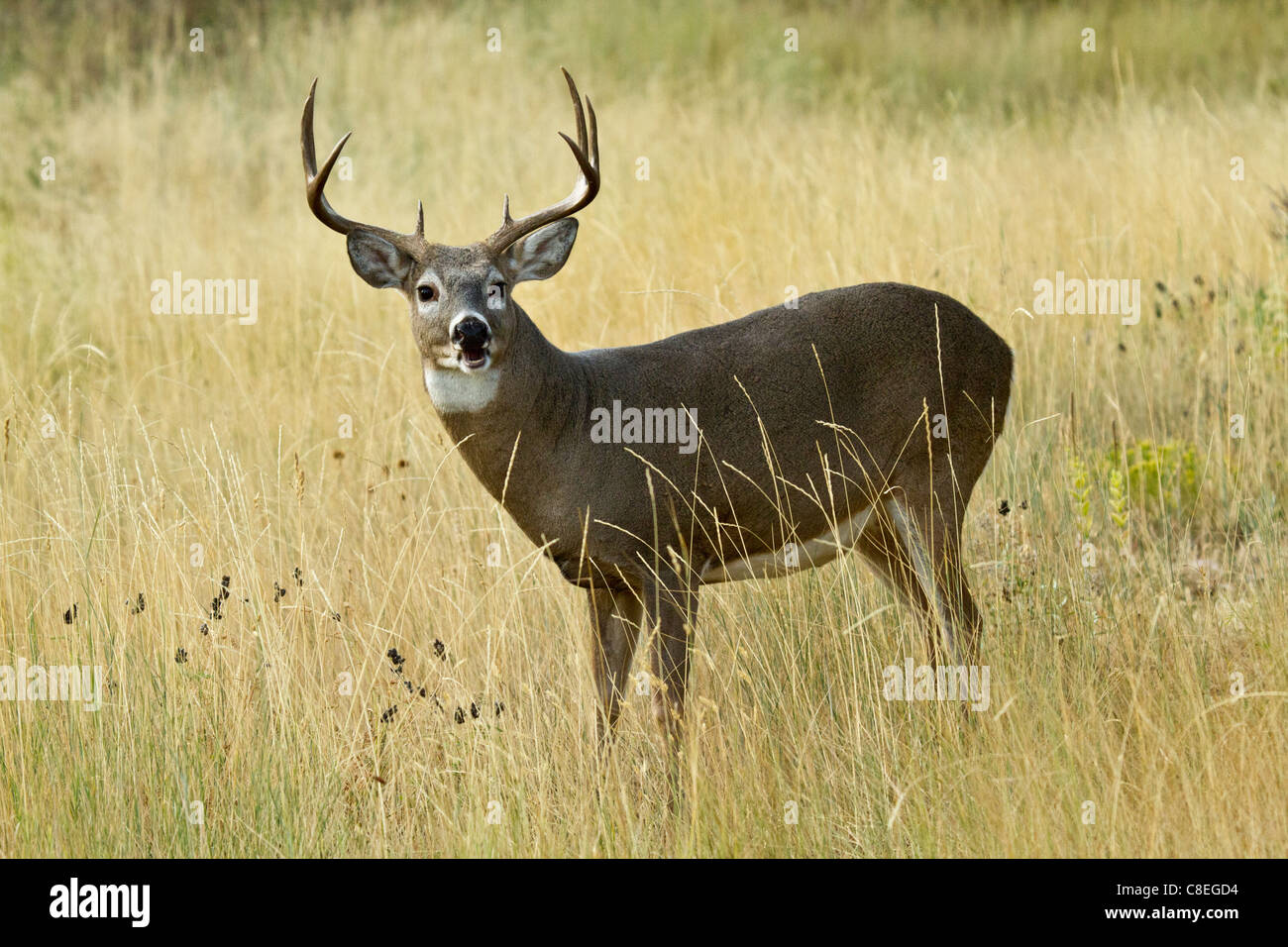 Lone whitetail buck standing alert in a grassy meadow Stock Photo - Alamy