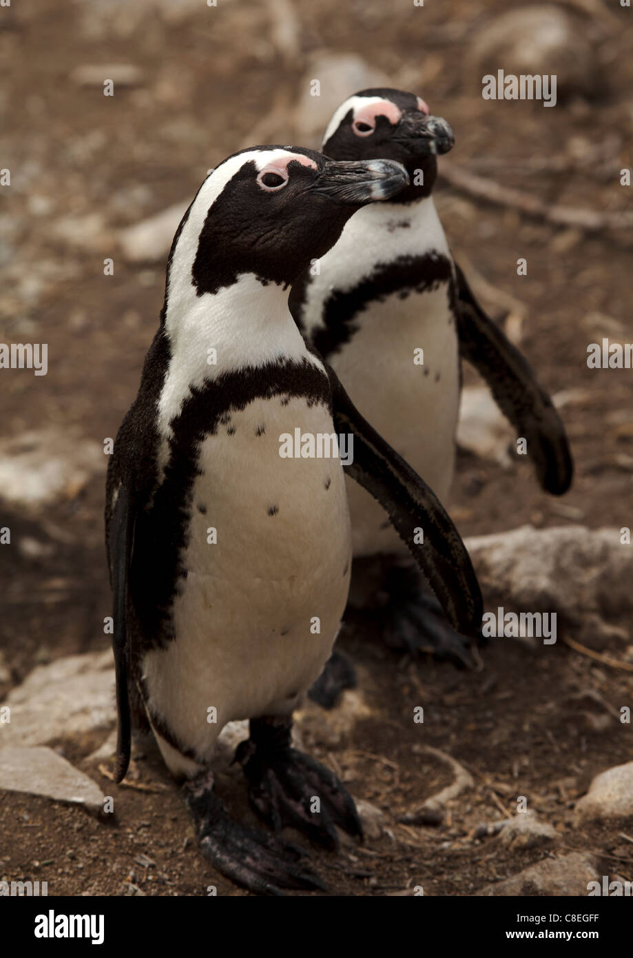 Jackass bird hi-res stock photography and images - Alamy