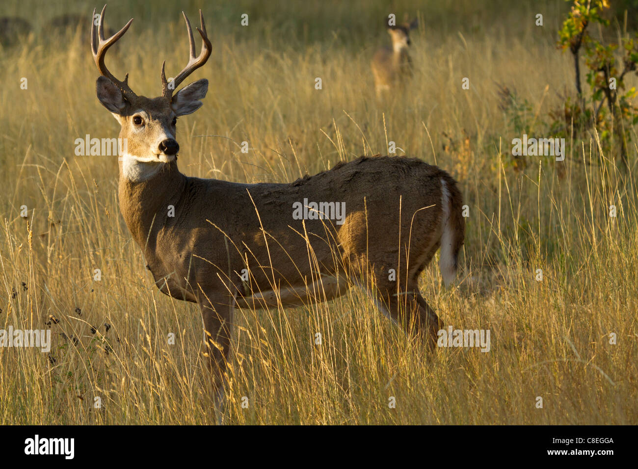 Lone whitetail buck standing alert in a grassy field Stock Photo - Alamy