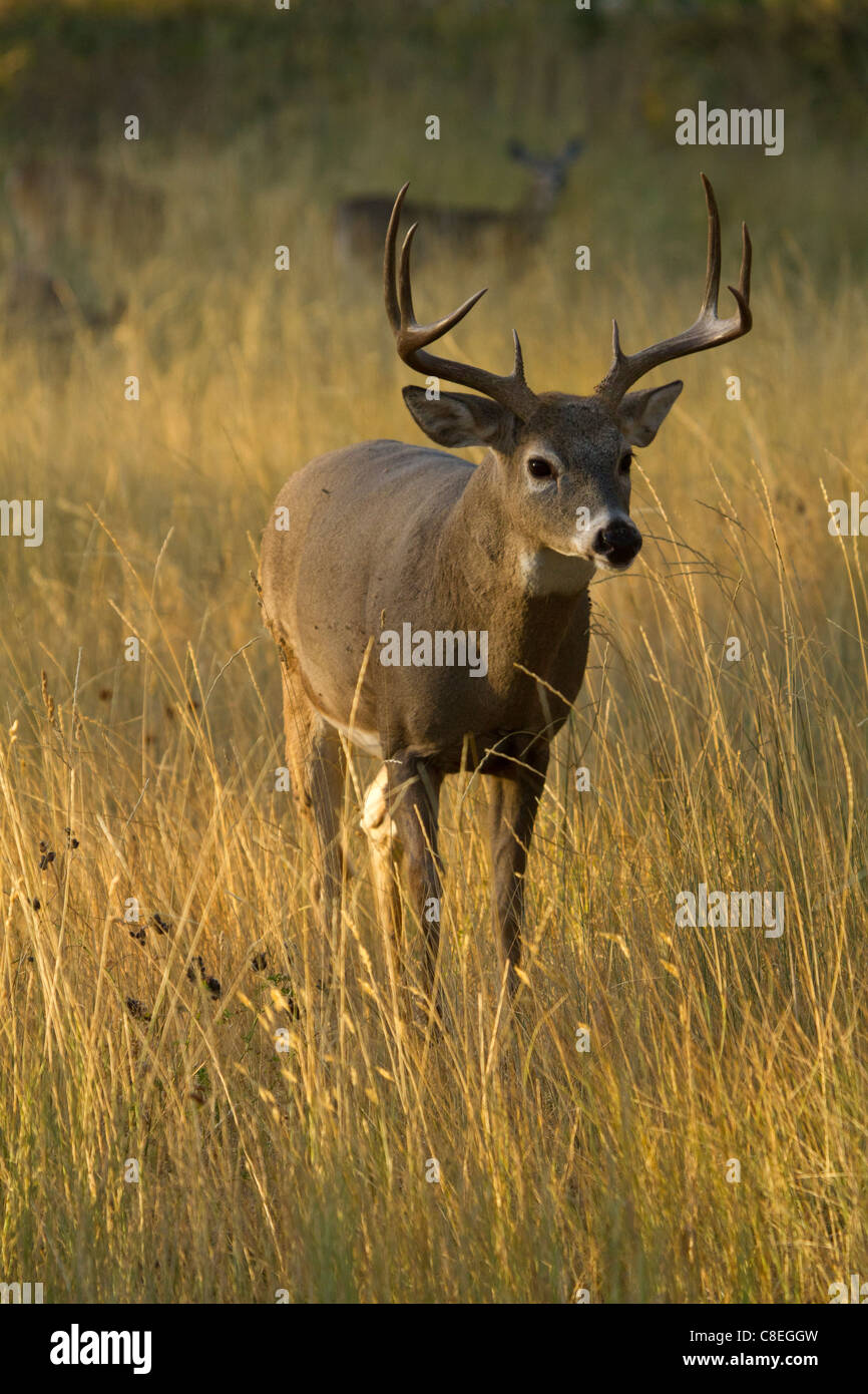 Whitetail buck hi-res stock photography and images - Alamy
