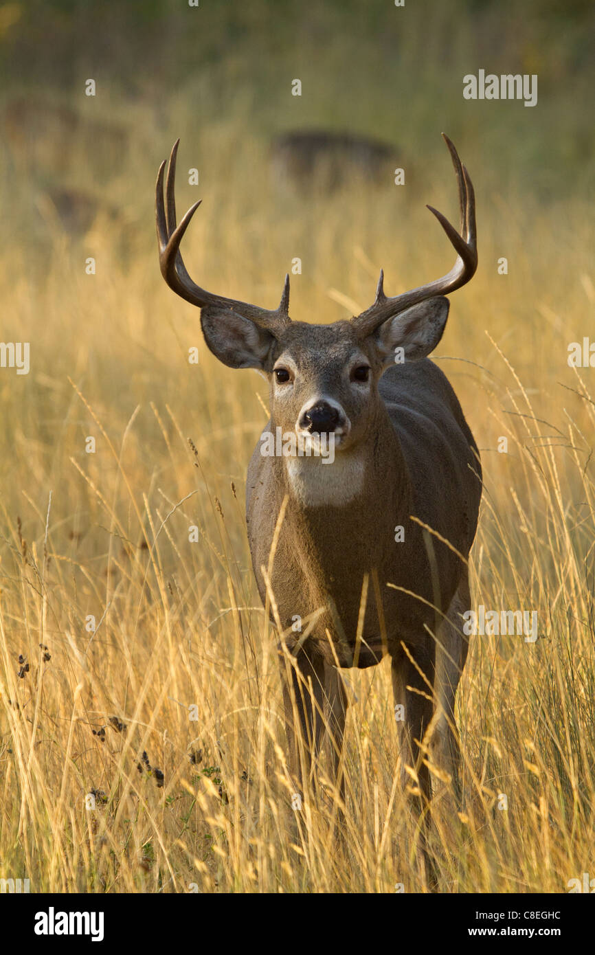 Lone whitetail buck standing alert in a grassy field Stock Photo - Alamy