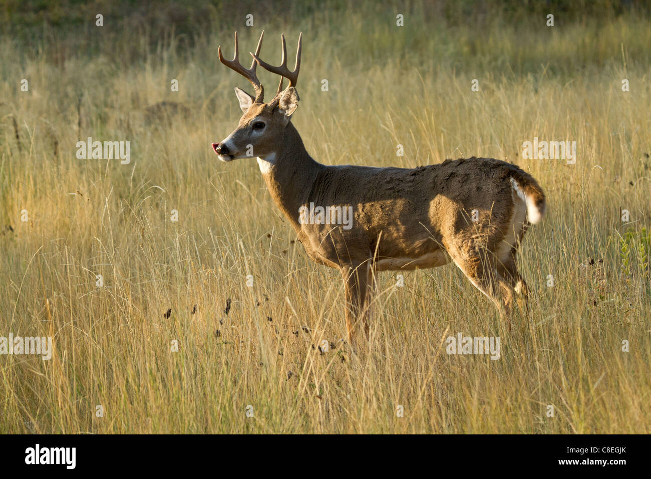 Lone whitetail buck standing alert in a grassy field Stock Photo - Alamy