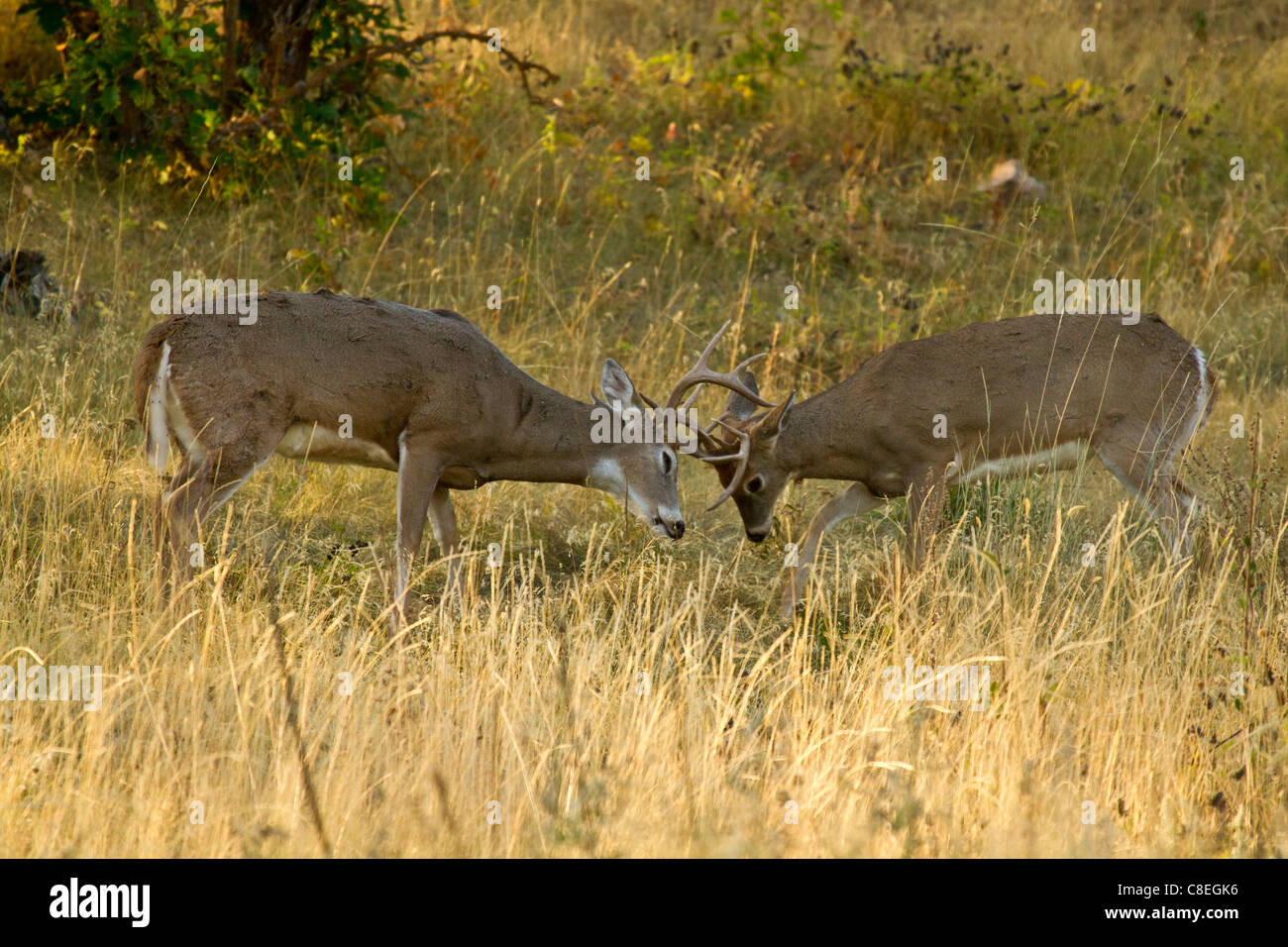Two male whitetail bucks fight hi-res stock photography and images - Alamy