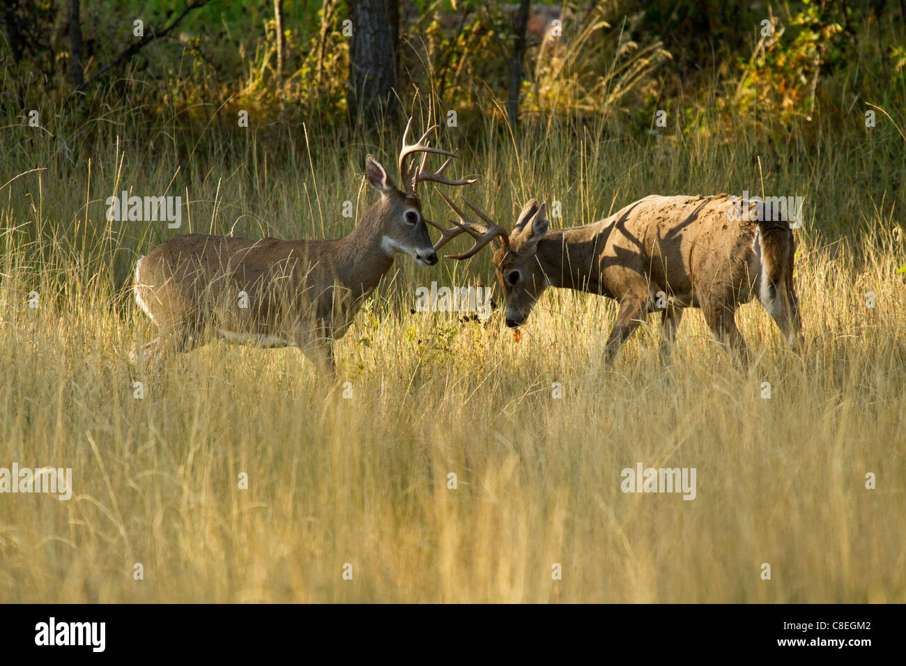Two male whitetail bucks fight by ramming their antlers into each other ...