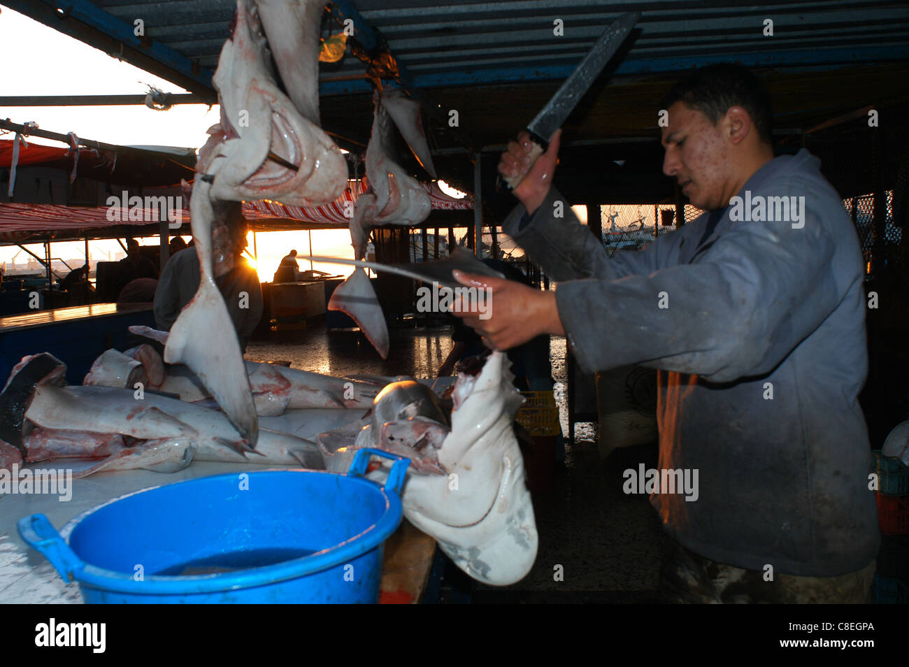 Tripoli, Libya fish market Stock Photo - Alamy