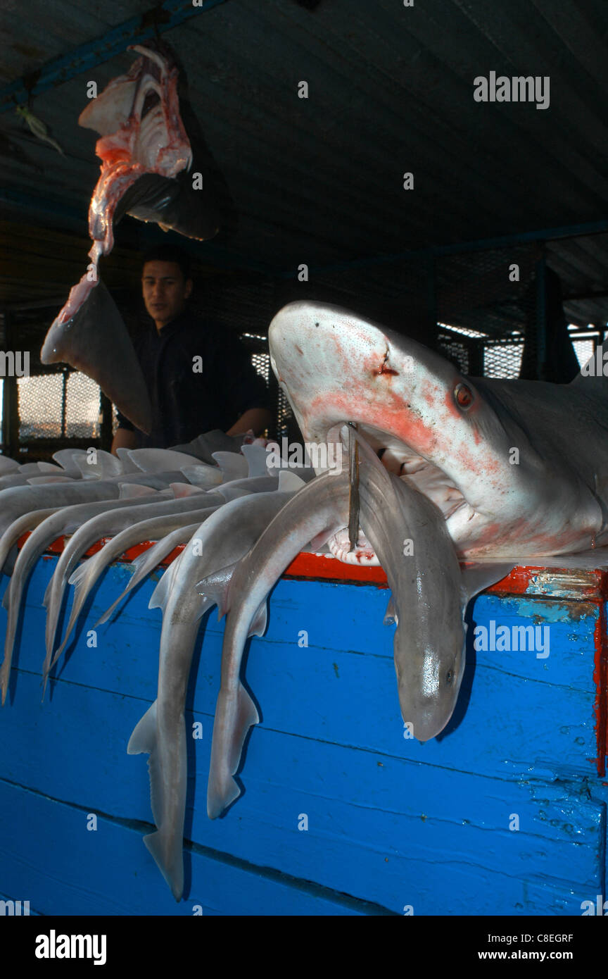 Tripoli, Libya fish market Stock Photo - Alamy