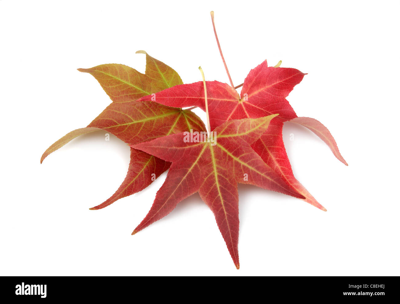 Shades Of Red And Gold High Resolution Stock Photography and Images - Alamy