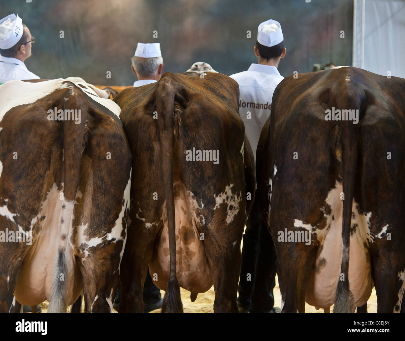 Normande cattle hi-res stock photography and images - Alamy