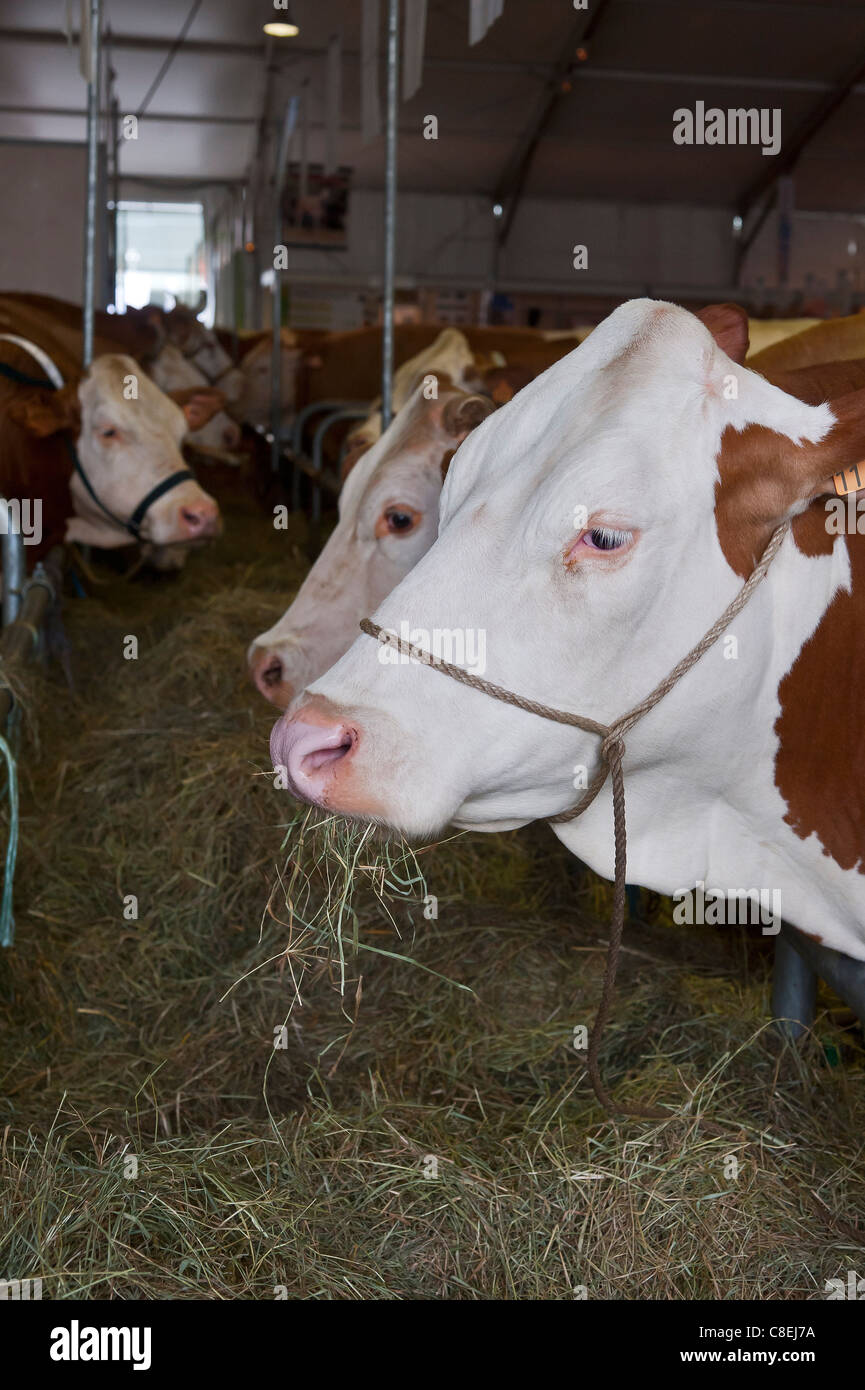 Cowshed interior hi-res stock photography and images - Alamy