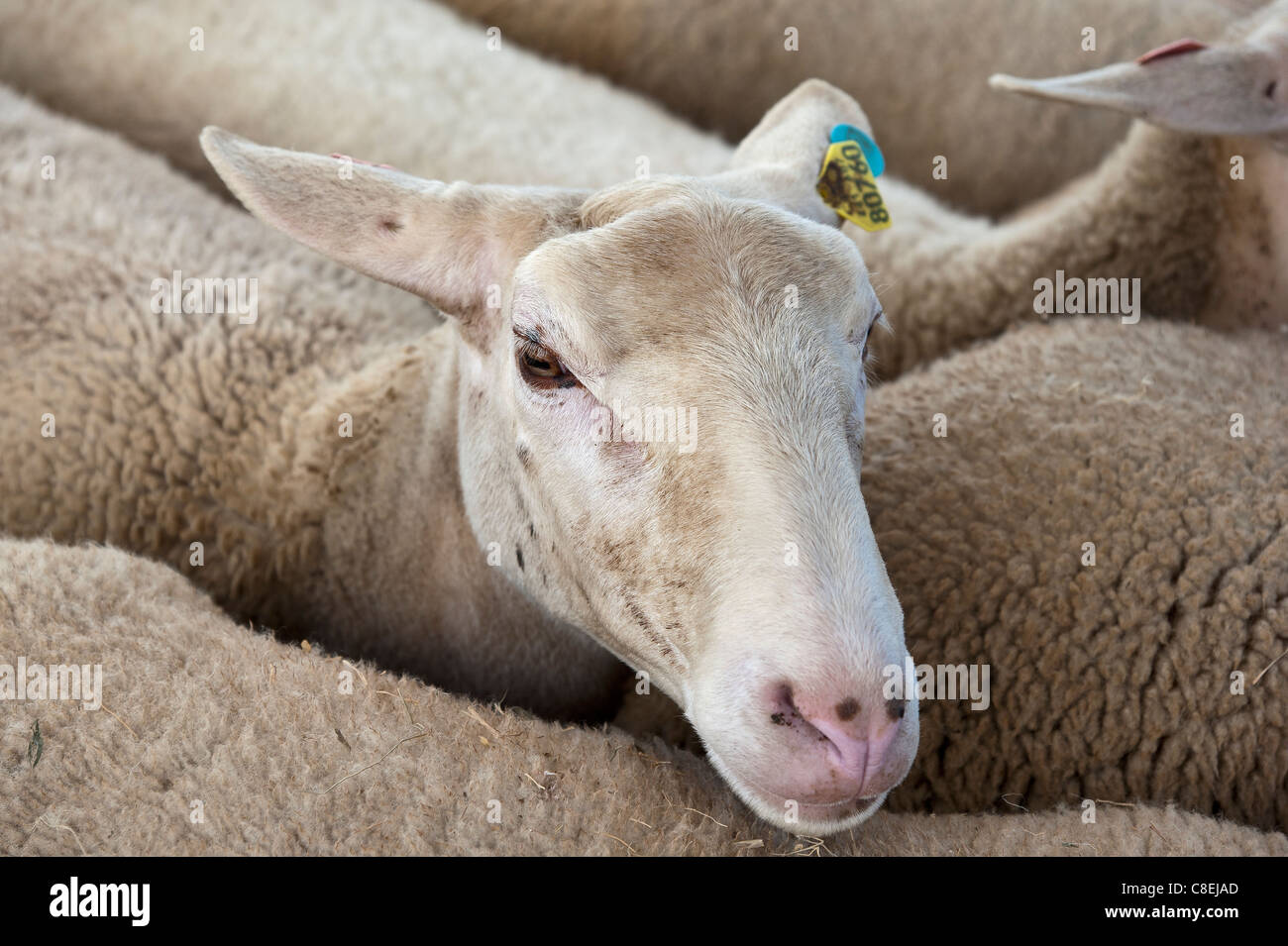 Bunch of sheep hi-res stock photography and images - Alamy