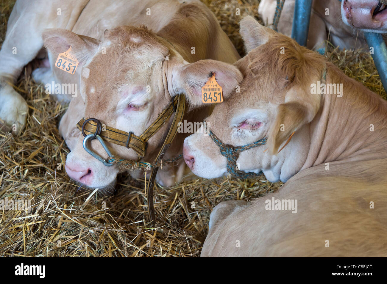 Two calves in cowshed Stock Photo - Alamy