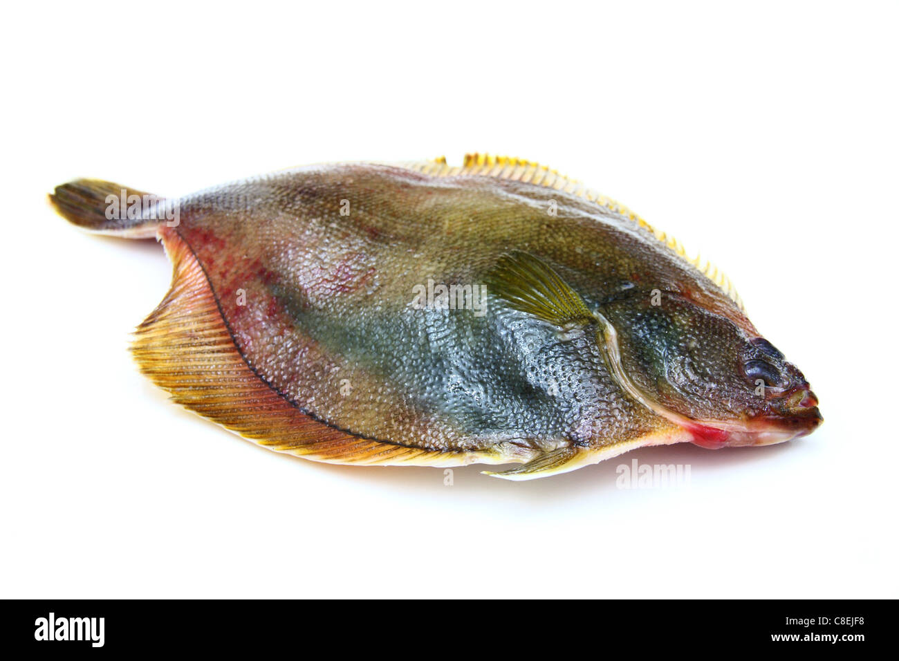 Fresh fishes flounder on white background Stock Photo - Alamy