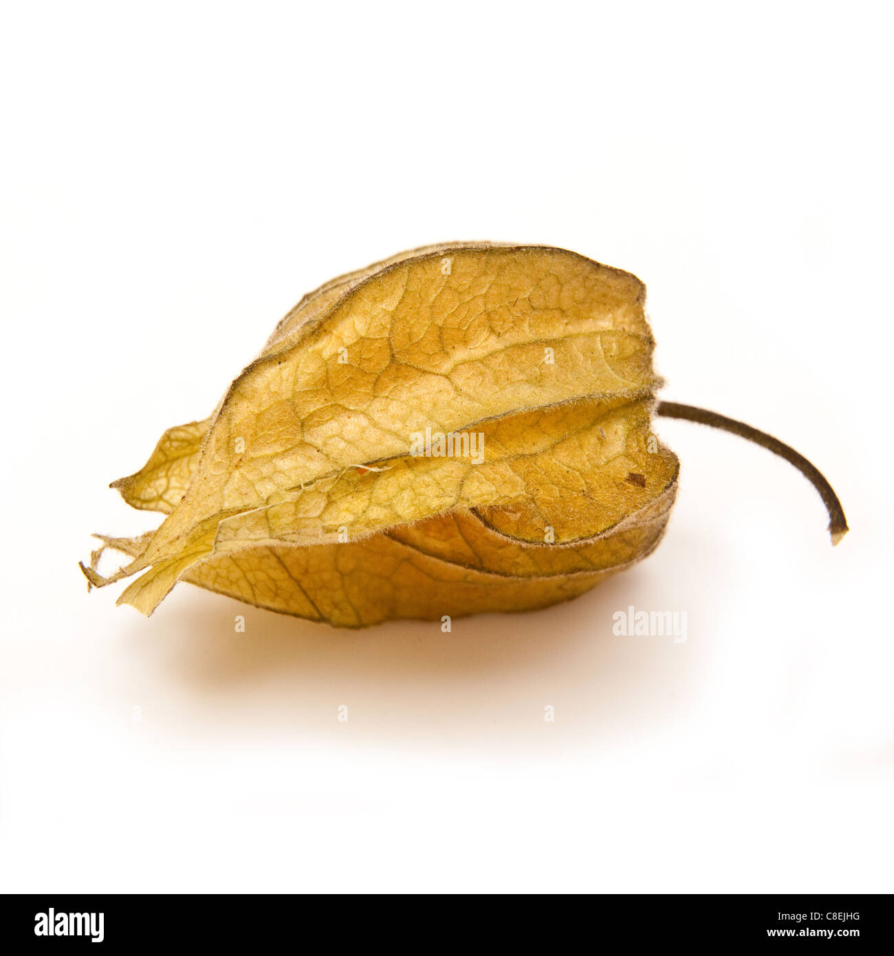 Physalis fruit isolated on a white studio background Stock Photo - Alamy