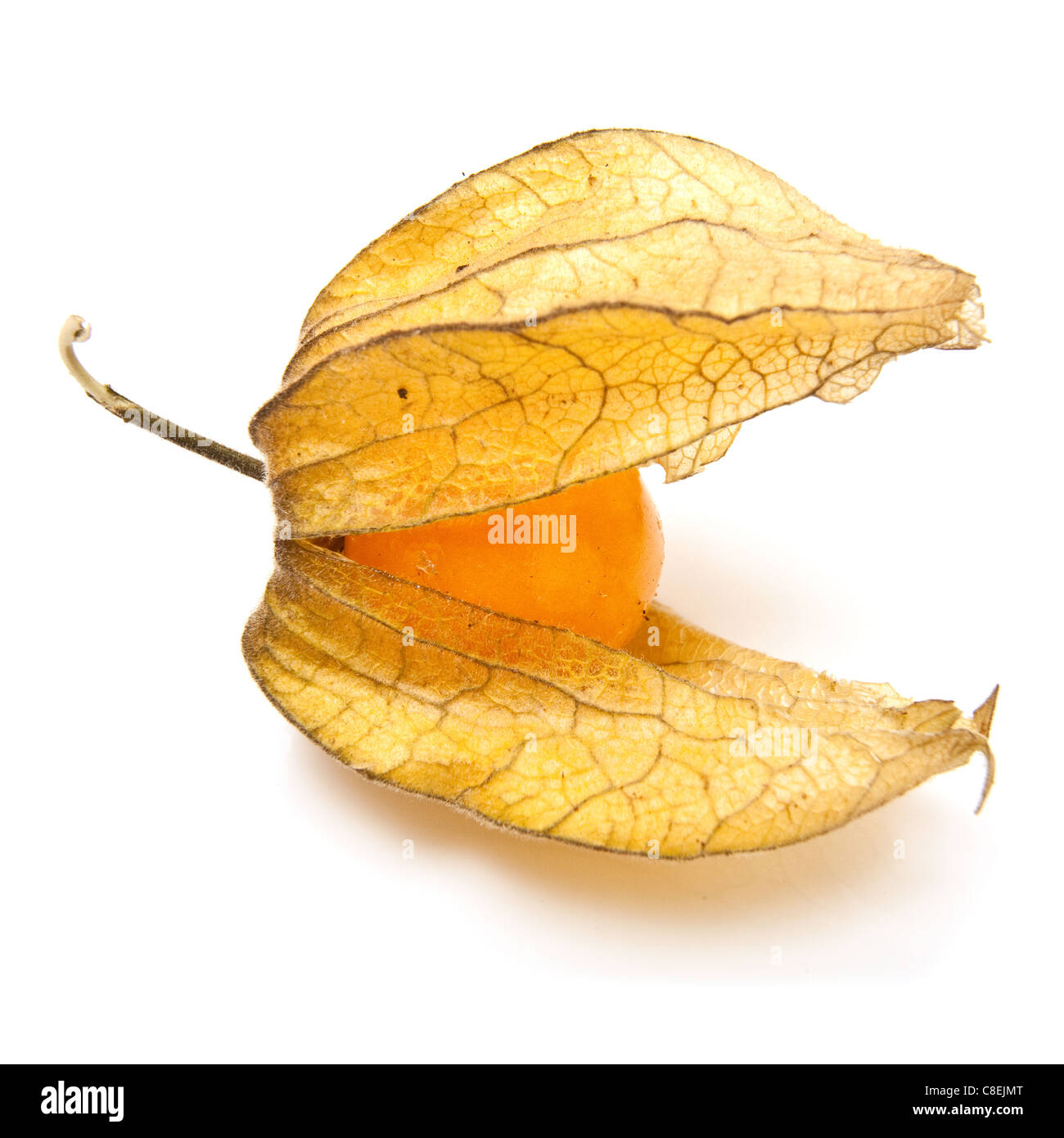 Physalis fruit isolated on a white studio background Stock Photo - Alamy