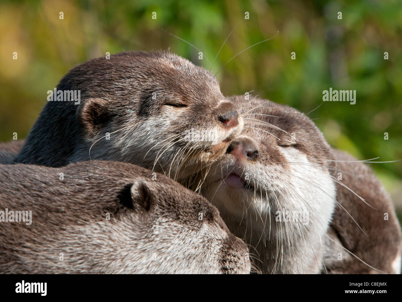 Otters faces hi-res stock photography and images - Alamy