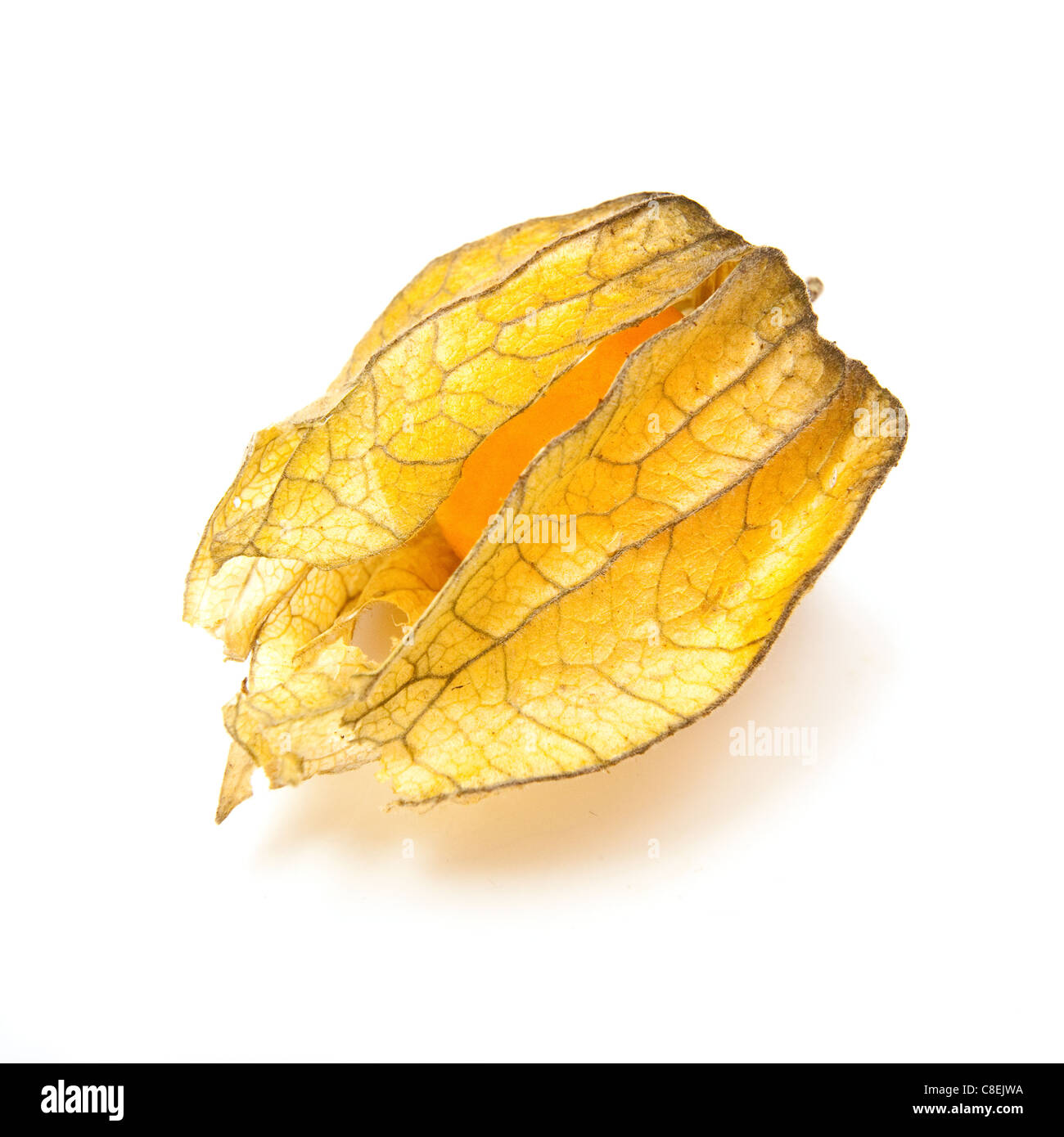 Physalis fruit isolated on a white studio background Stock Photo - Alamy
