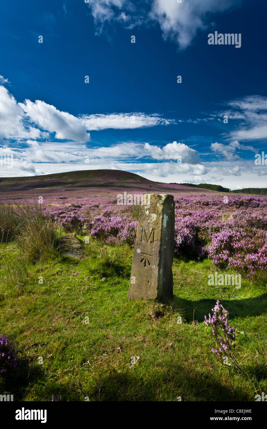 Black hambleton hi-res stock photography and images - Alamy