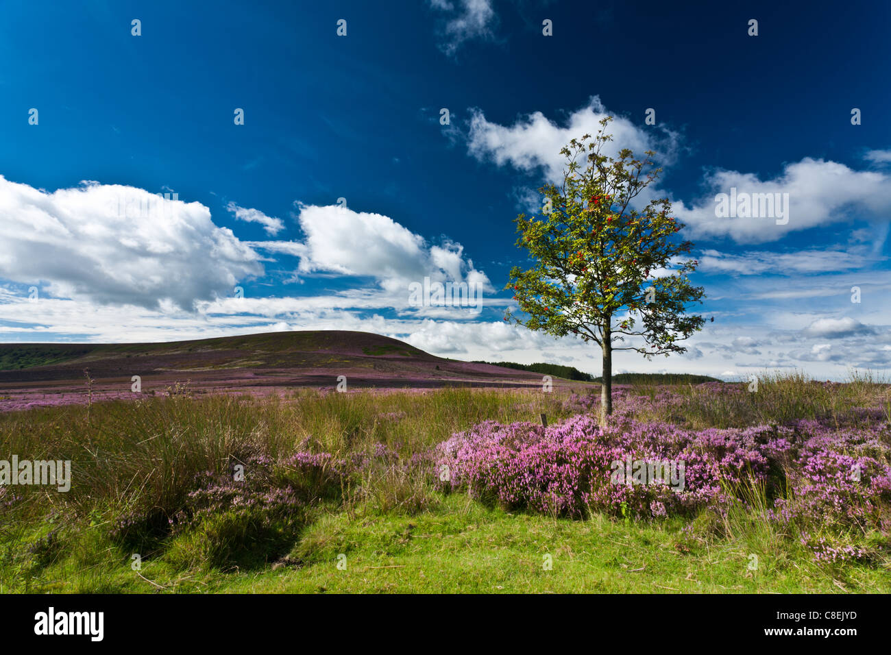 Heather Black High Resolution Stock Photography and Images - Alamy