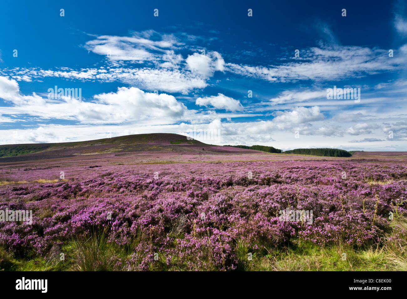 Heather running to the base of Black Hambleton, North Yorkshire Stock ...