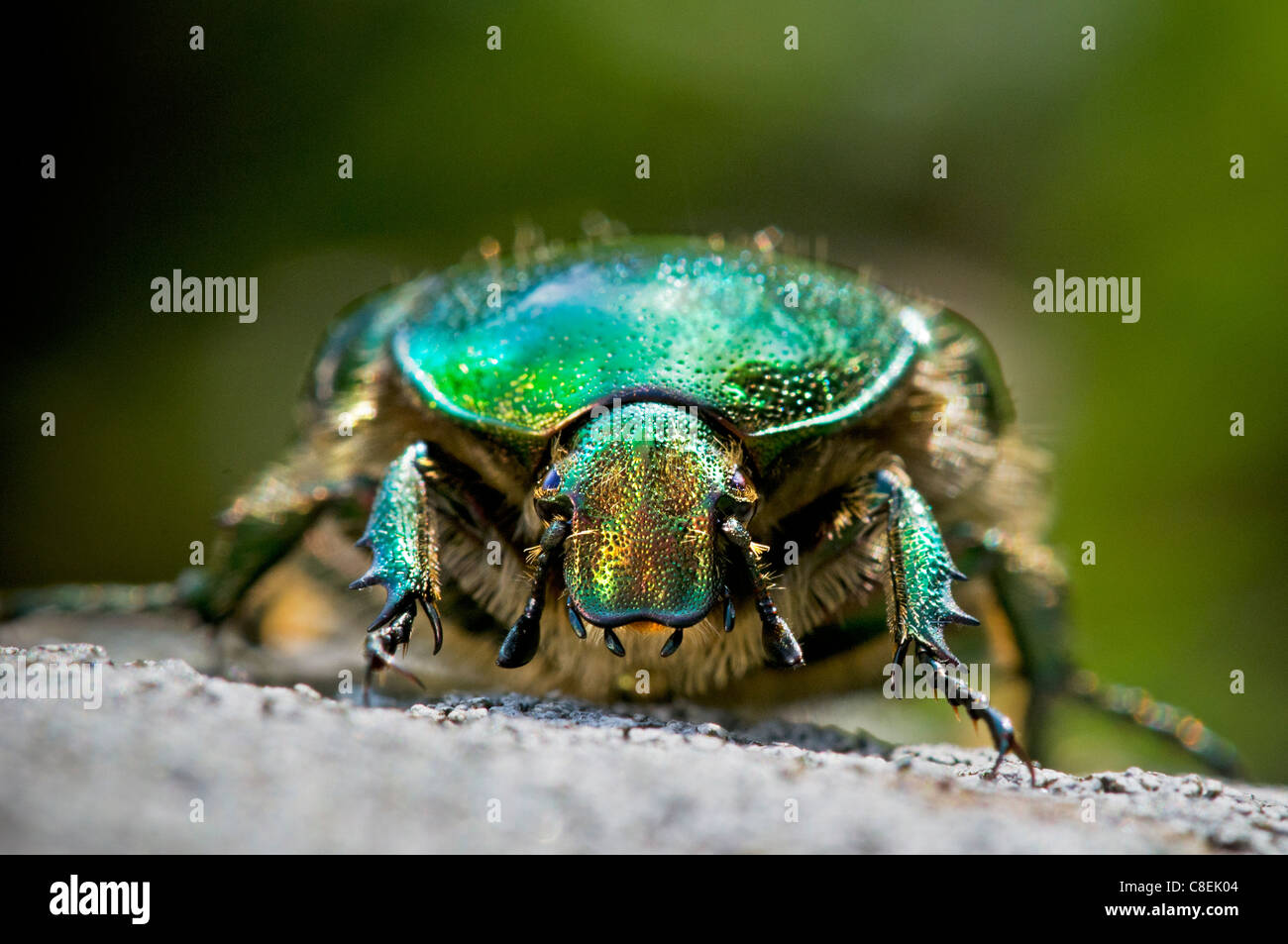 Predator attack hi-res stock photography and images - Alamy