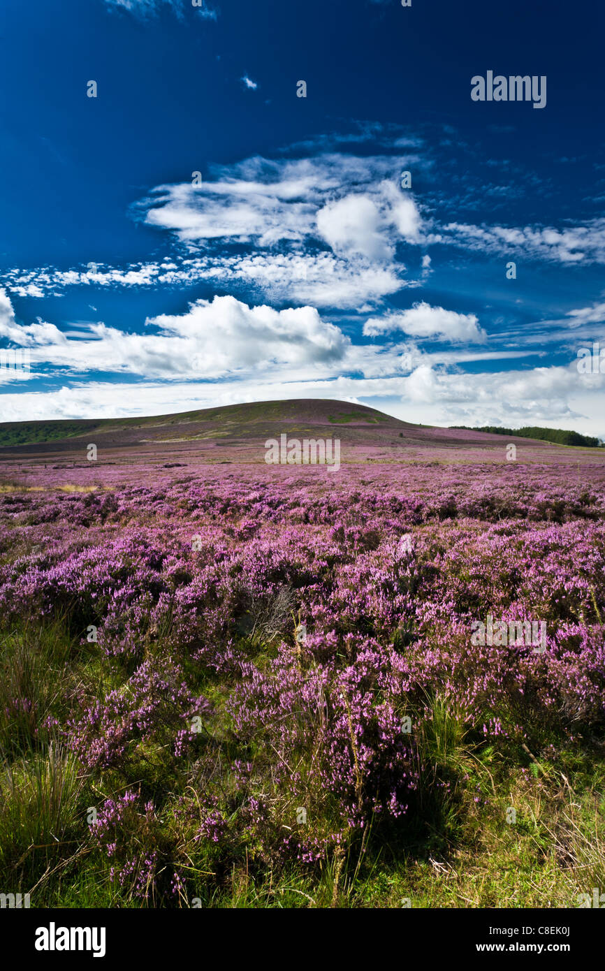 Heather running to the base of Black Hambleton, North Yorkshire Stock ...