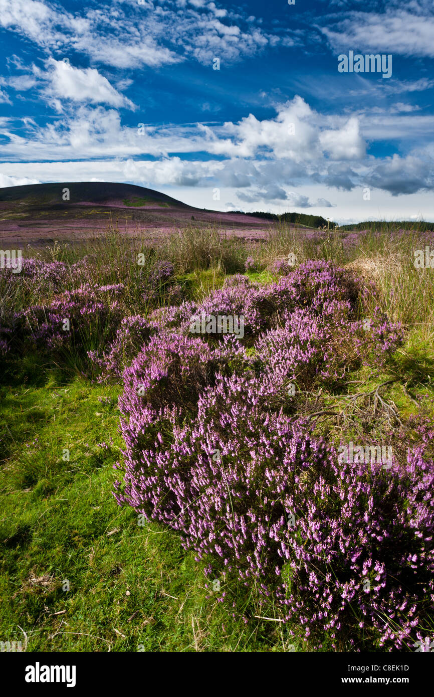 Heather running to the base of Black Hambleton, North Yorkshire Stock ...