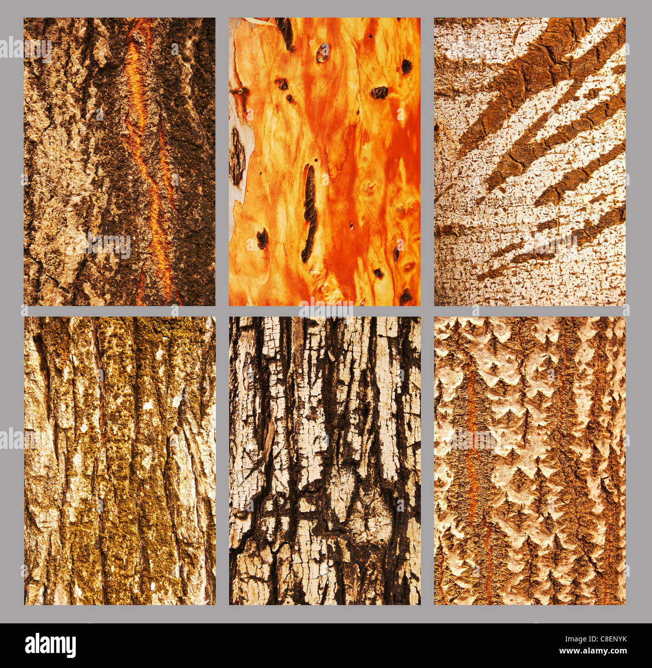 Tree bark patterns from the north of Israel Stock Photo - Alamy