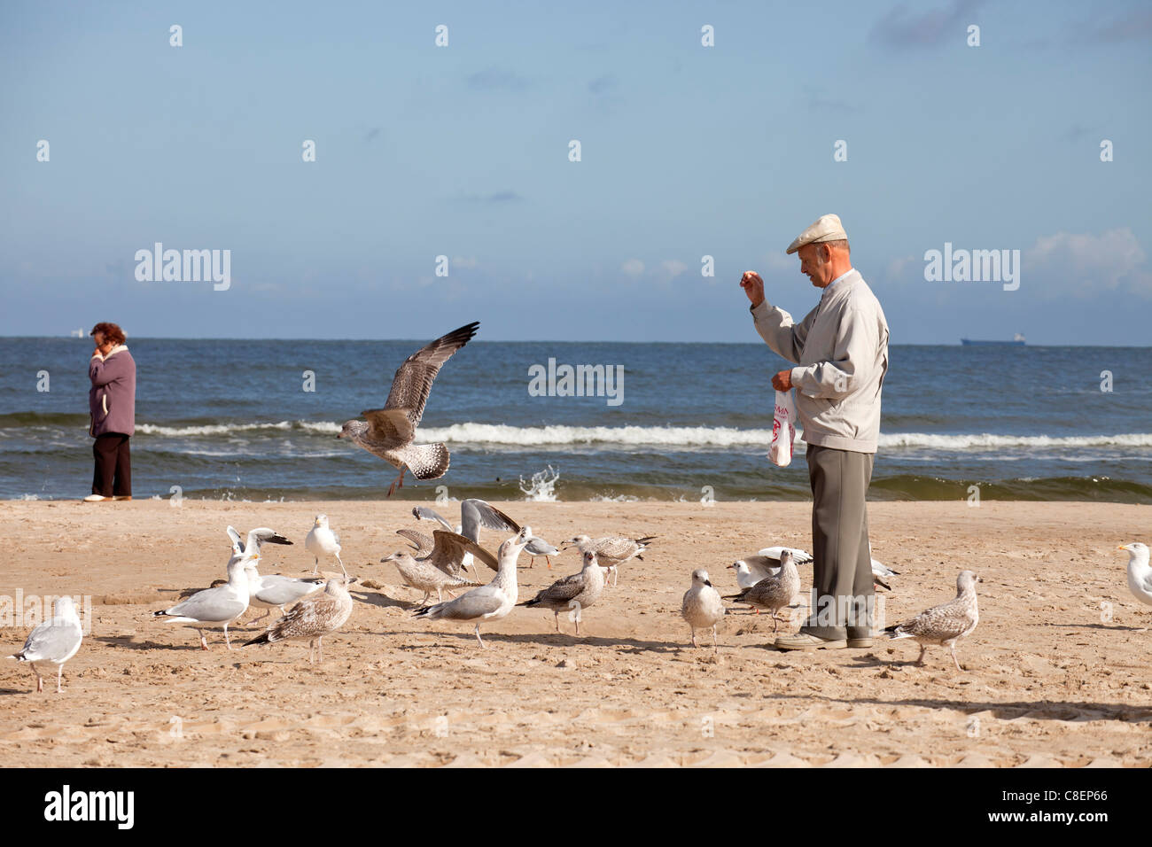man feeding the swans and seagulls at the beach of the polish seaside ...