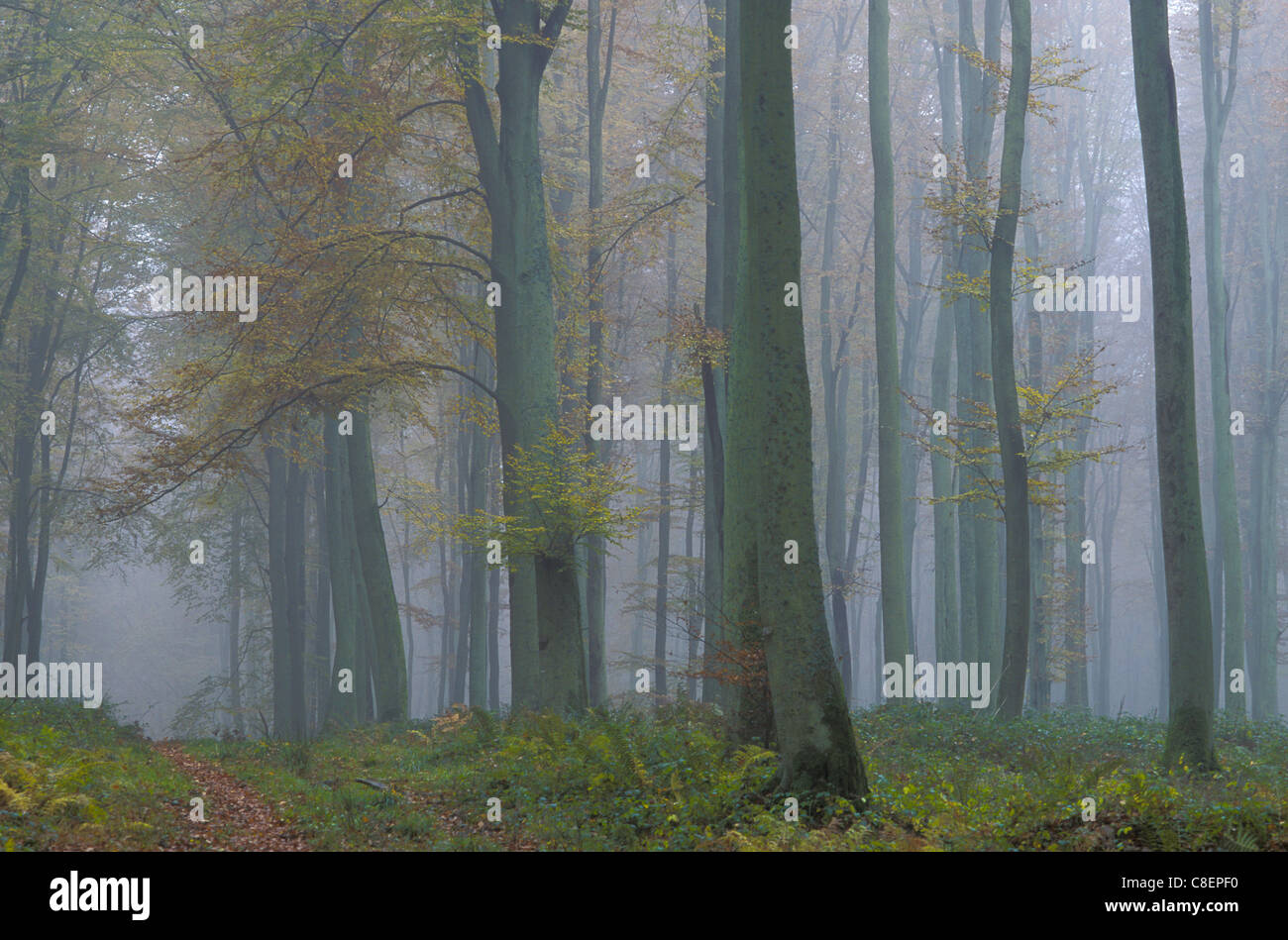 France normandy forest hi-res stock photography and images - Alamy