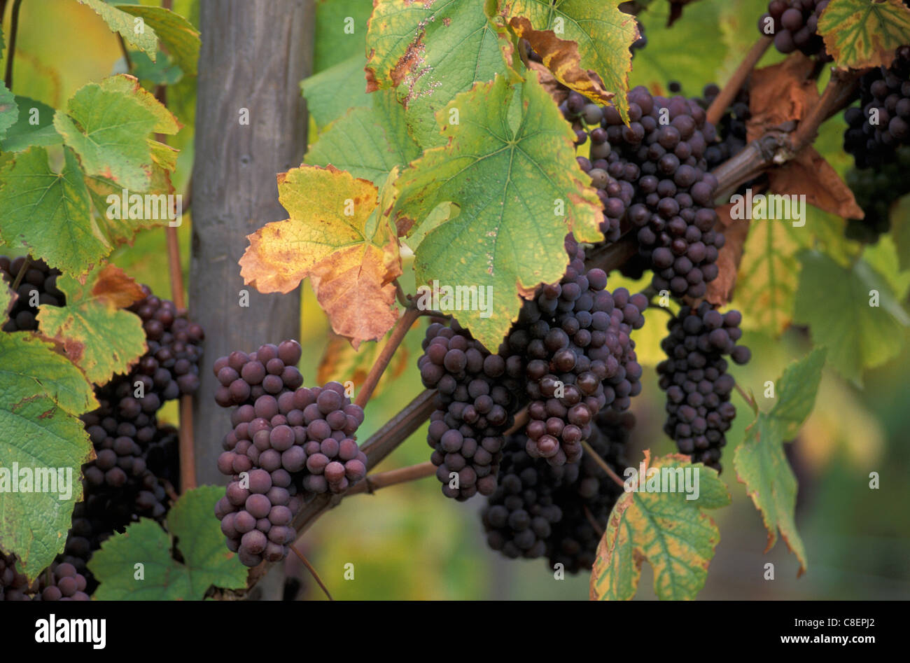 Grapes europe hi-res stock photography and images - Alamy