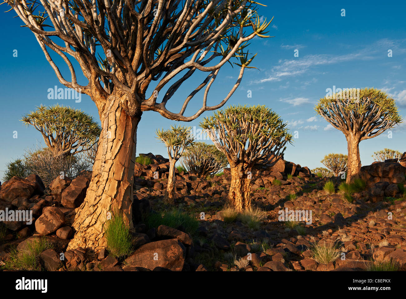 Quiver tree forest, Aloe dichotoma, Farm Garas, Mesosaurus Fossil Site ...