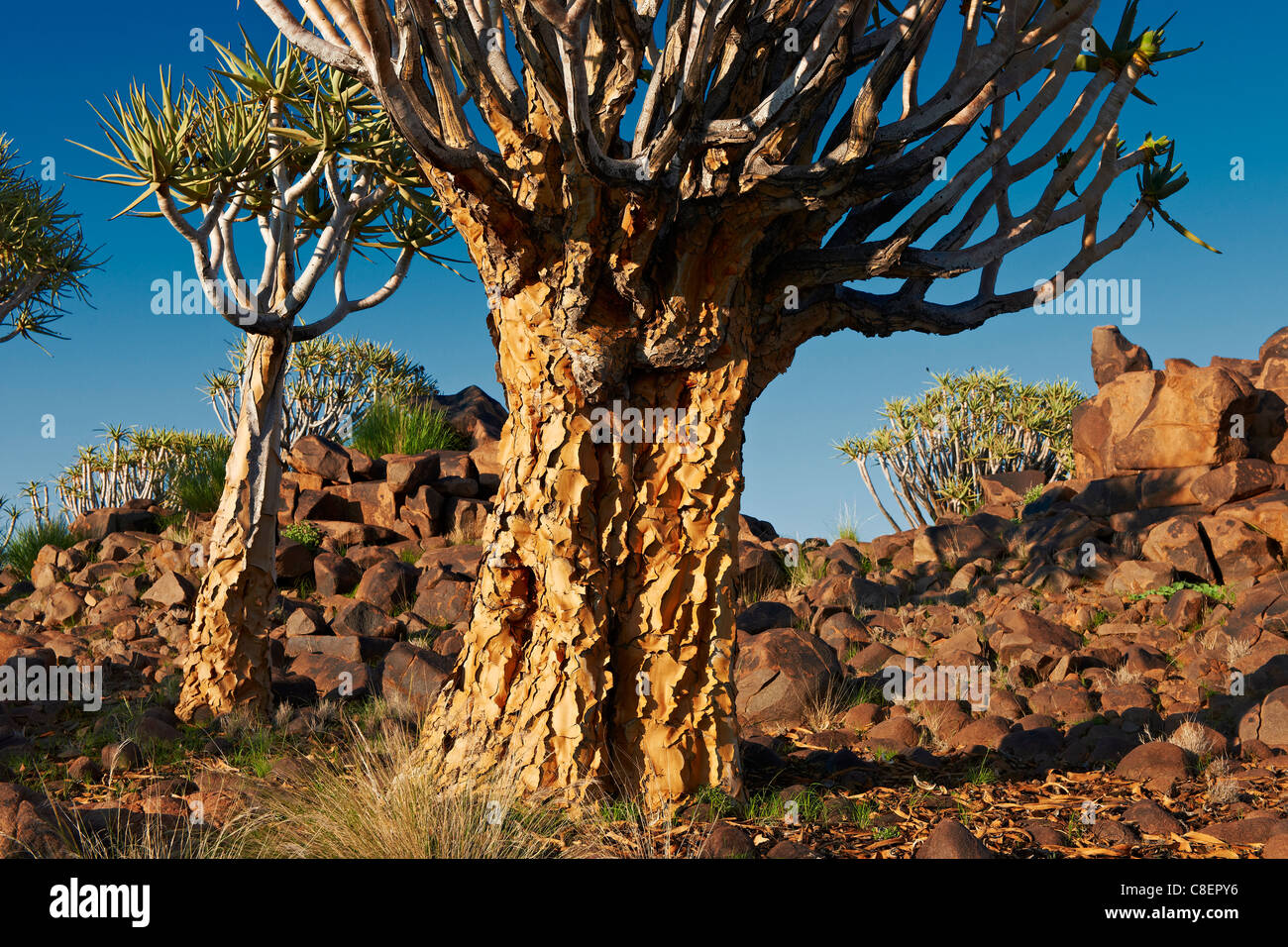 Quiver tree forest, Aloe dichotoma, Farm Garas, Mesosaurus Fossil Site ...