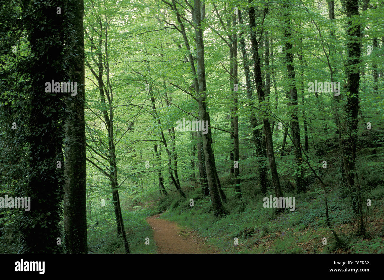 Forest, Chateau, castle, Tonguedoc, Brittany, Bretagne, France, Europe ...