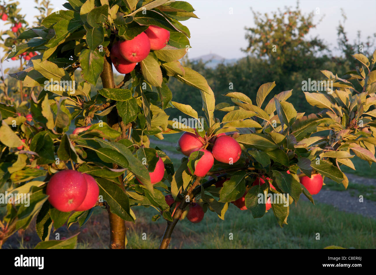Apple orchard, Somerset, England, United Kingdom Stock Photo - Alamy