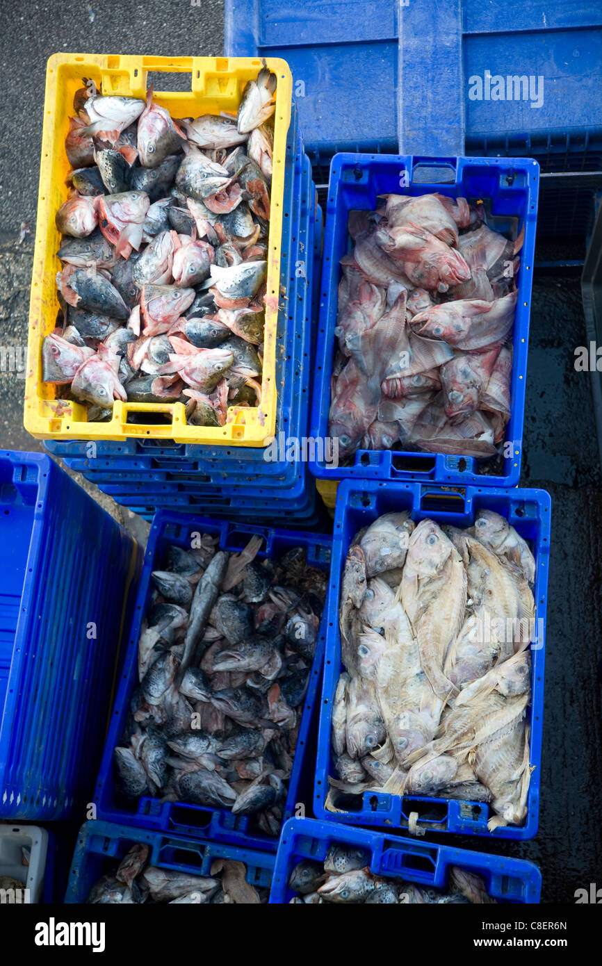 Fishing harbour unloaded fresh catch Bridlington, Yorkshire, England ...