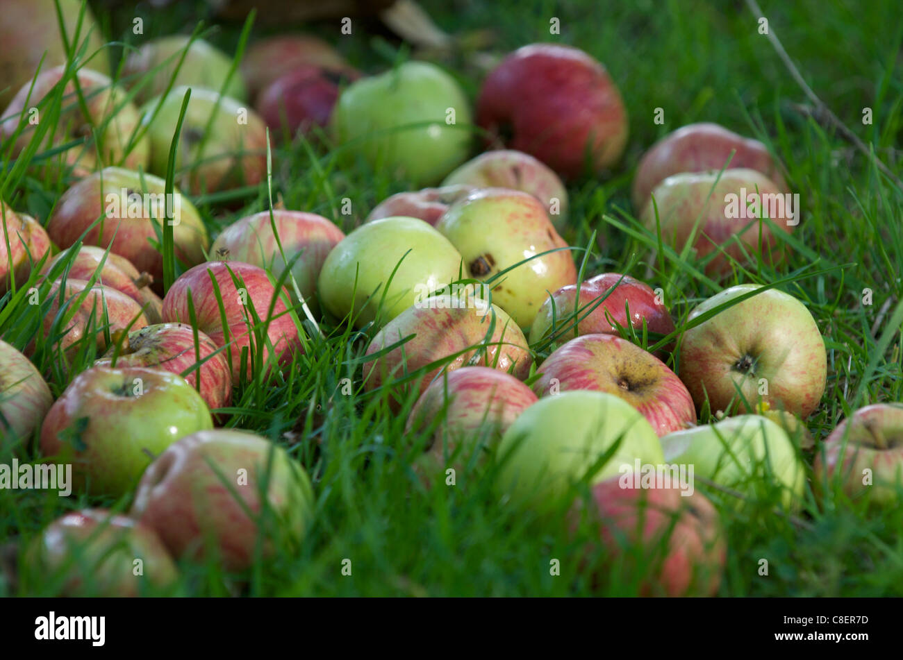 Somerset cider apples hi-res stock photography and images - Alamy