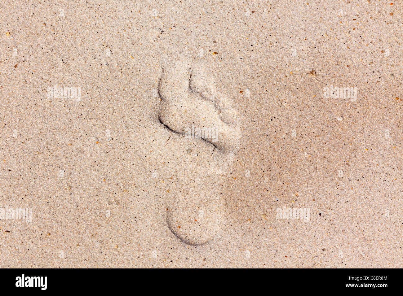 single crisp footprint in the beach sand. horizontal shot Stock Photo ...