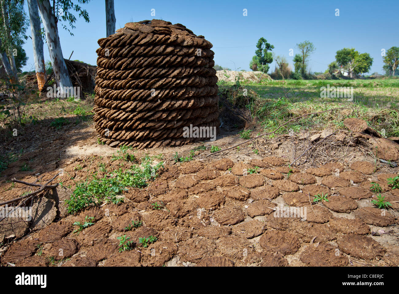 Neatly-stacked dried cow dung, hand-formed into pats to be used for ...