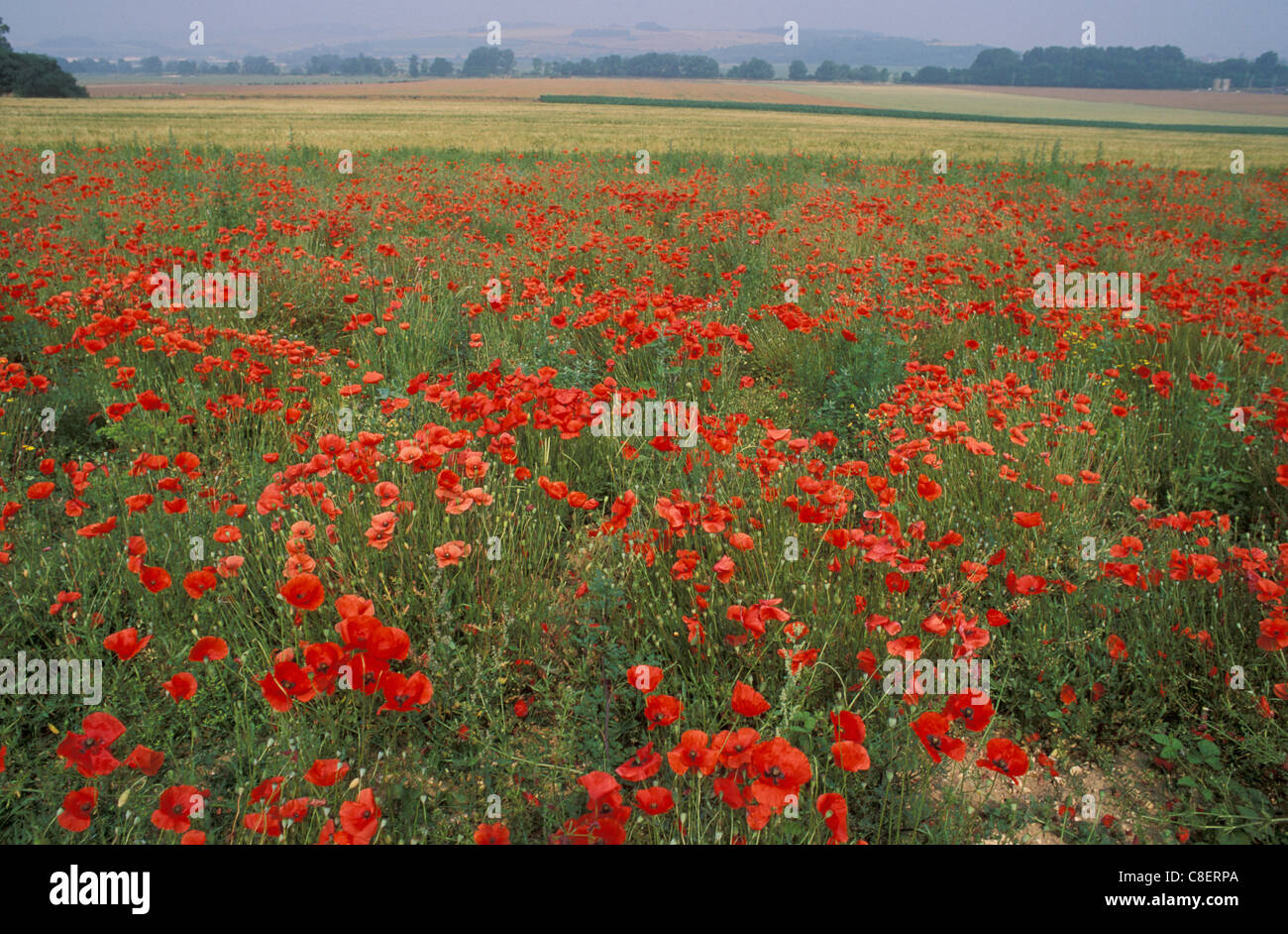 Poppy Field, near Verdun, Champagne, France, Europe, field, poppy Stock ...