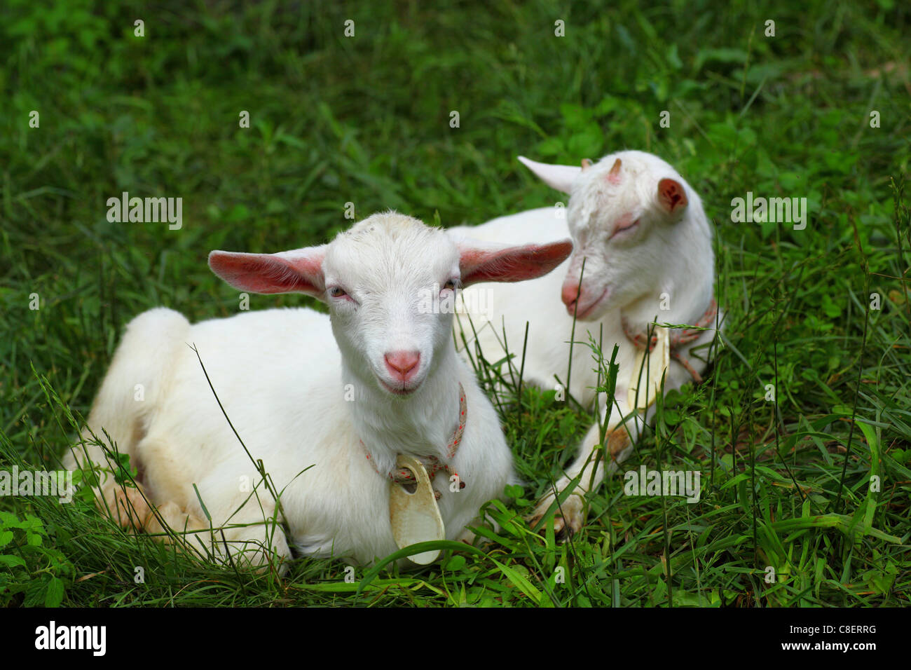 Animal kid hi-res stock photography and images - Alamy